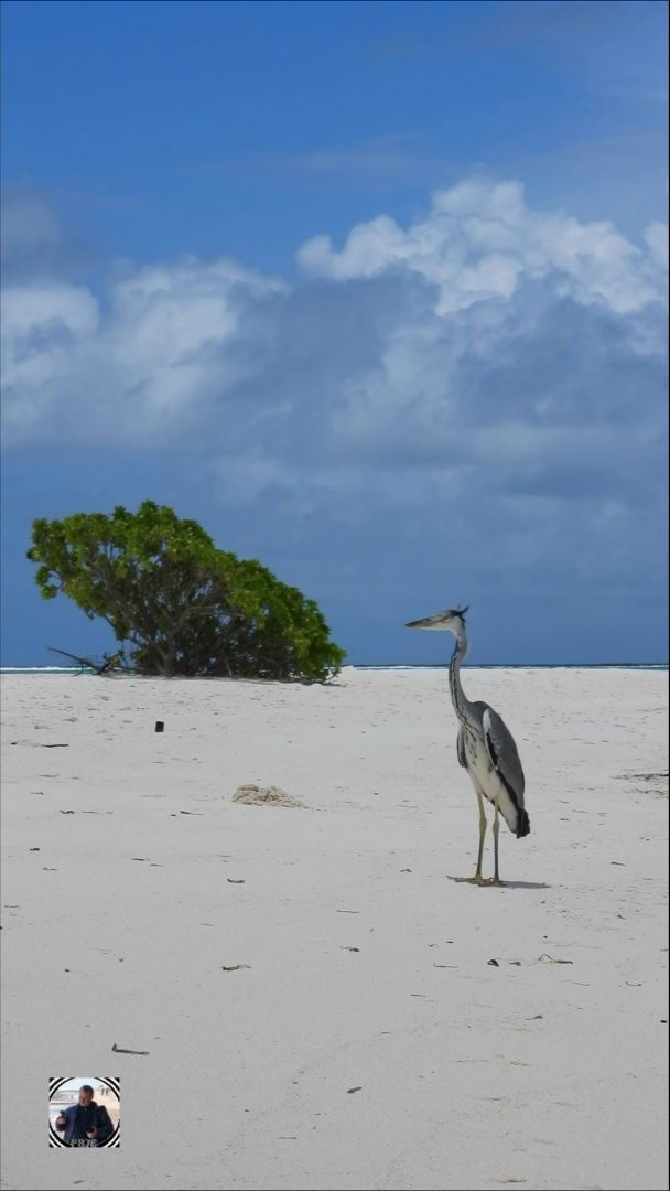 Наблюдение за птицами - серая цапля. Остров Мееру, Мальдивы 2025 #мальдивы #мальдивы2025 #сераяцапля