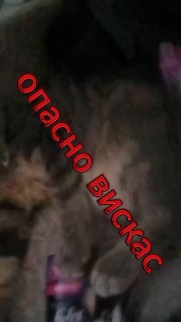 жоски котик с вискасам атабрал у миня вискис и съьел