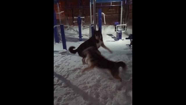 Собаки в качалке Dogs in the gym