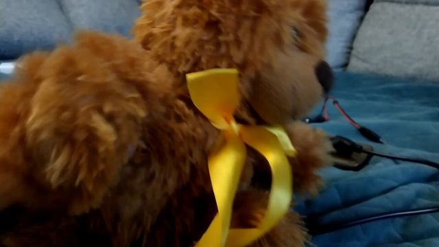 приключения медведя Берга 1 серия знакомство с бергом