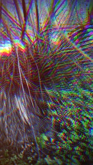 Оживший пень - ужастик