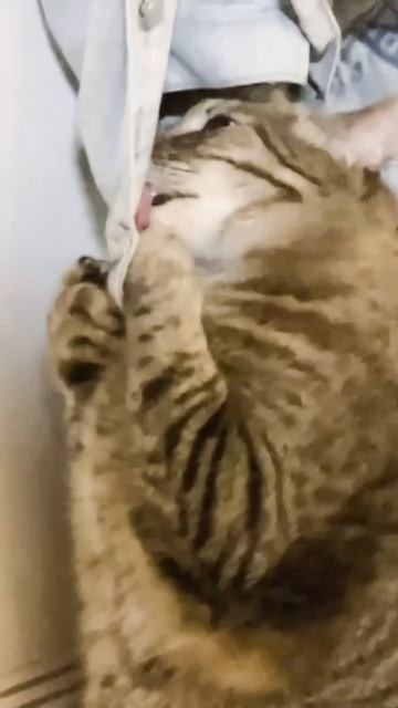 Кот. Просто кот.