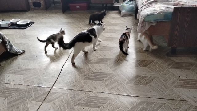 Влог о жизни кошек и собак в нашей семье 19.11.25.