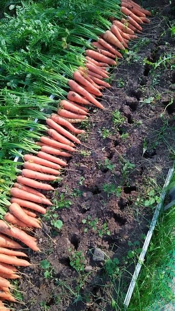 Отличный урожай. Морковь. 21 сентября 2025