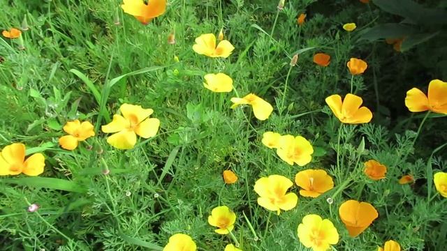 Как вырастить из семян однолетний цветок Эшшольция