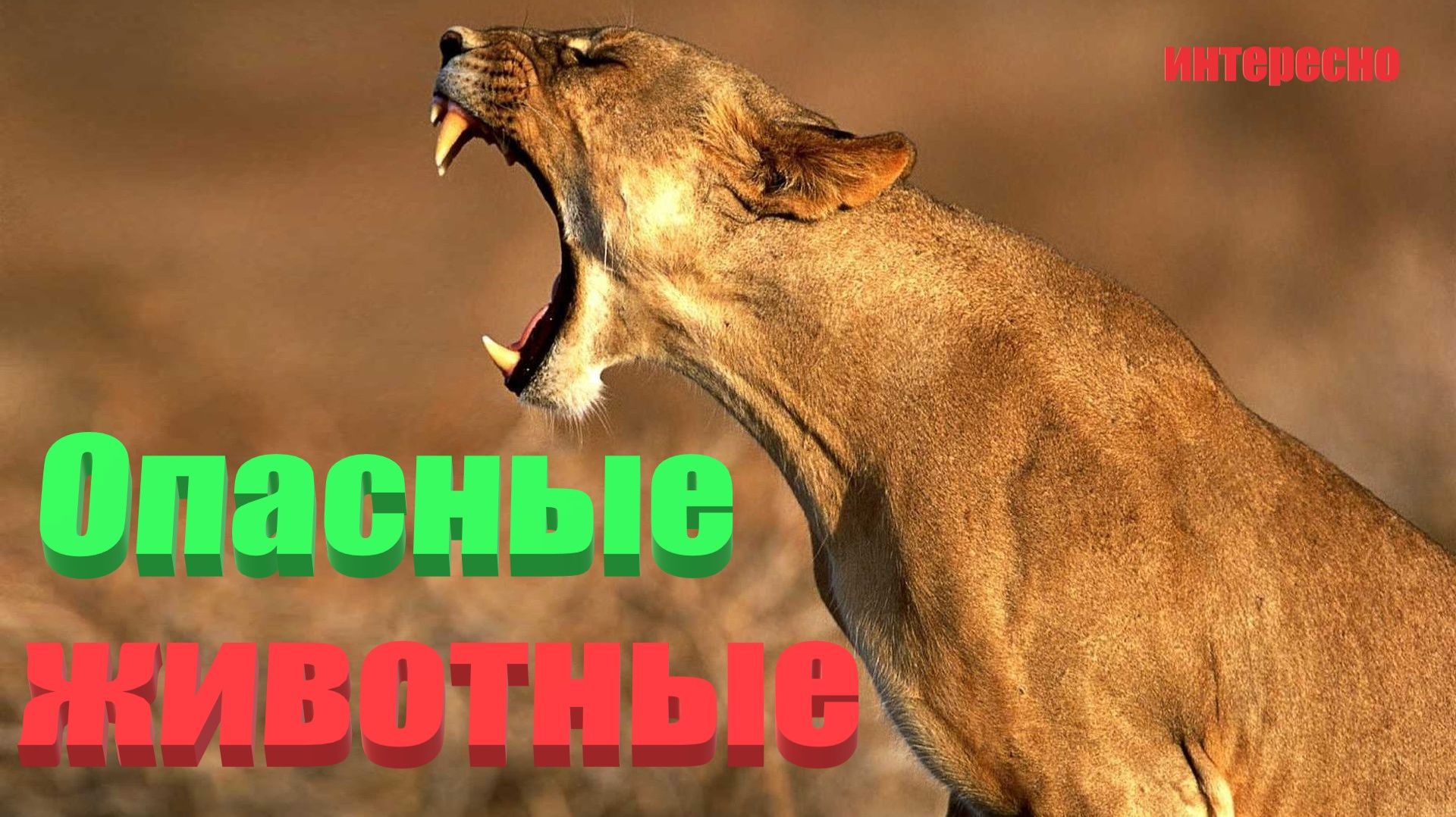Опасные животные !!! #интересно