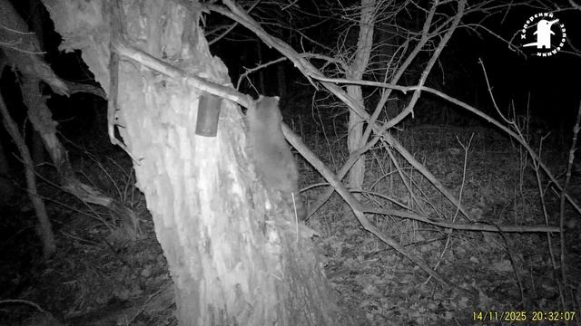 Еноты у кормушки