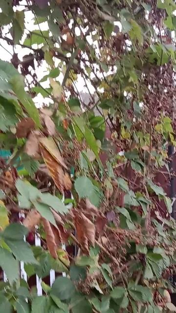 20 ноября. Беларусь Ежевика