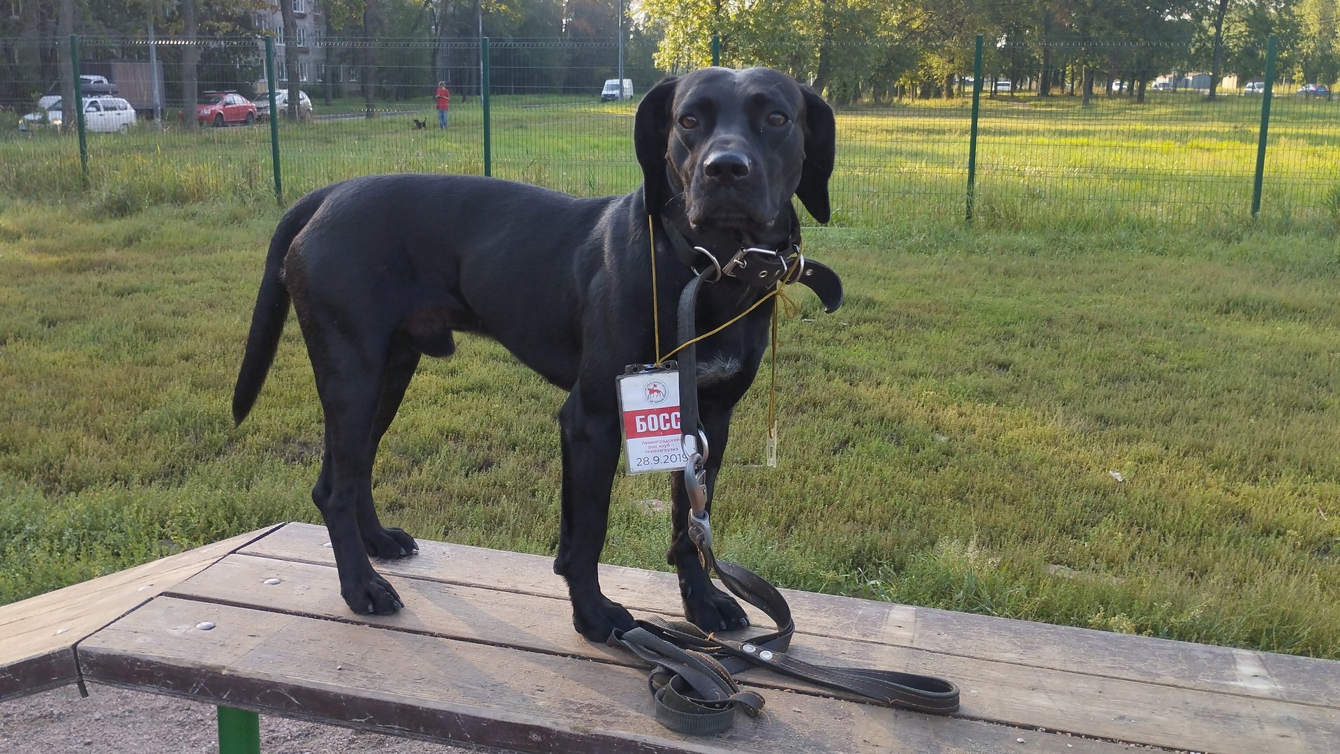 Хор @ Барьер @ Моя Жизнь Кино @ Жил Был Пёс @ Музей Псов