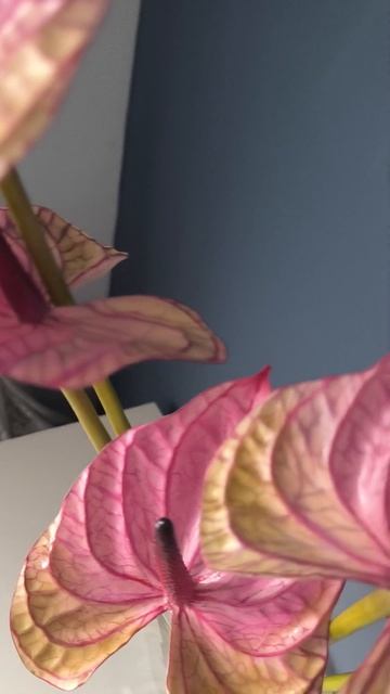 Антуриум из холодного фарфора.mp4