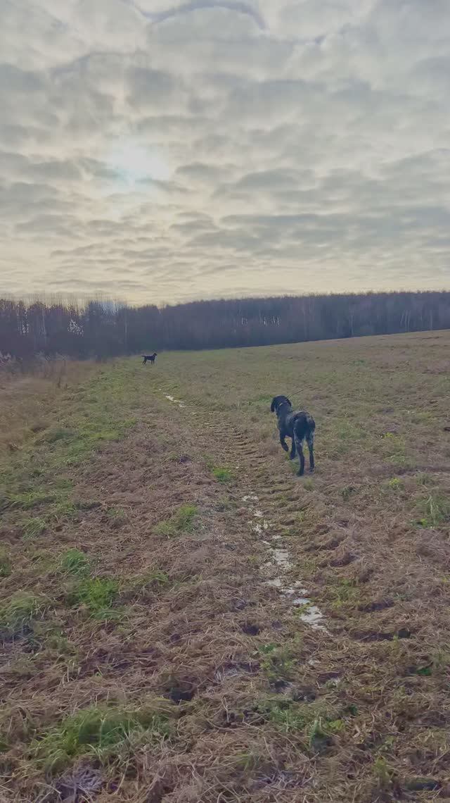 Щенок впервые секундирует взрослой собаке #Shorts