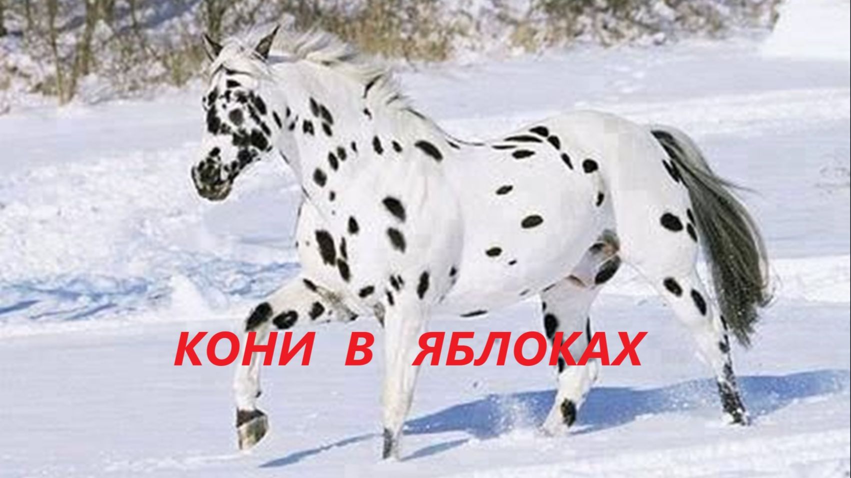 Салфетка для посуды.Подарки с символом года.(ноябрь 2025г)