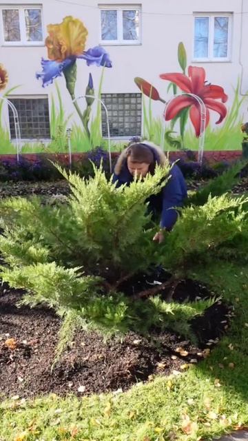 Зачищаем можжевельники.