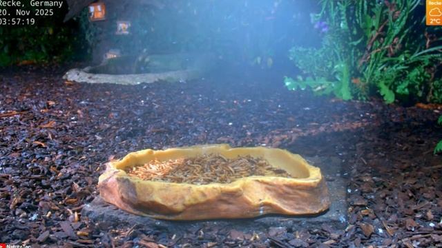 Мыши вышли погулять