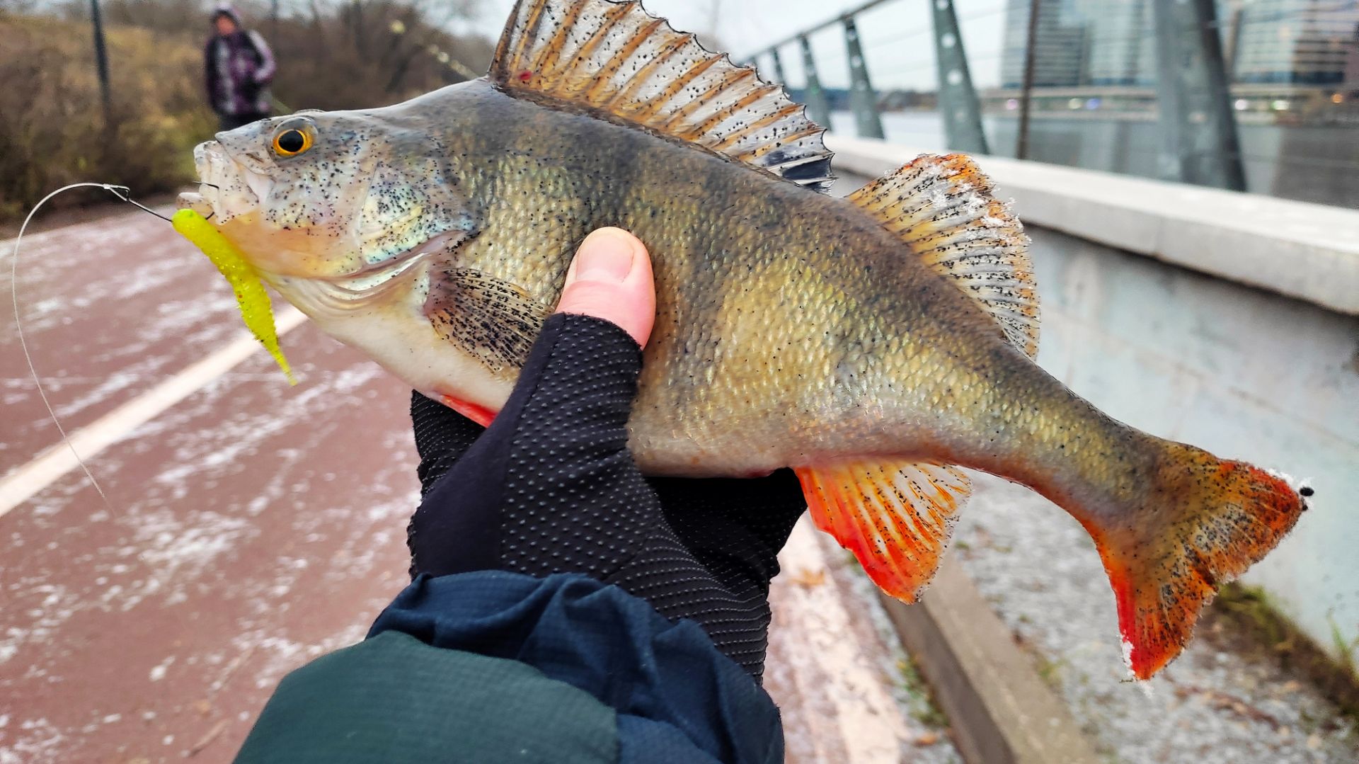 Рыбалка на Химкинском водохранилище. 19.11.2025.