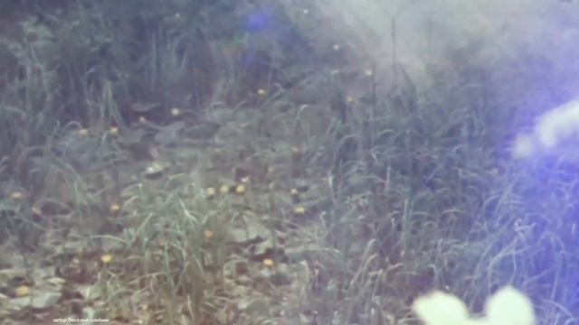 Половинки(автор Весёлый хлебник)