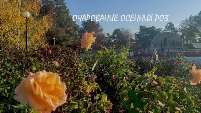 Очарование осенних роз 🌹✨