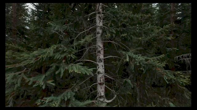 Интересный факт: «История о доброй няньке -березе»