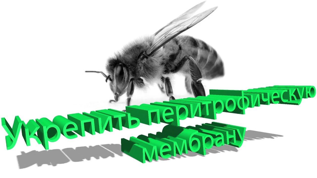 Профессор Кашковский: Есть ли способ укрепить перитрофическую мембрану пчёл?