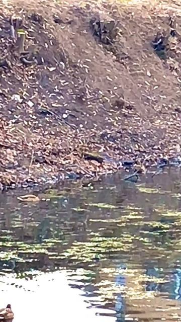 Утки на крутом берегу