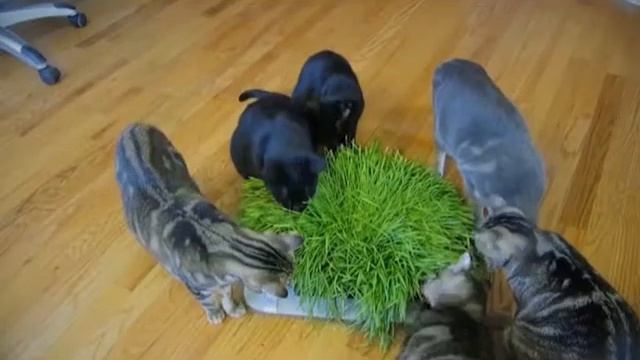 6 серия Добрый урожай