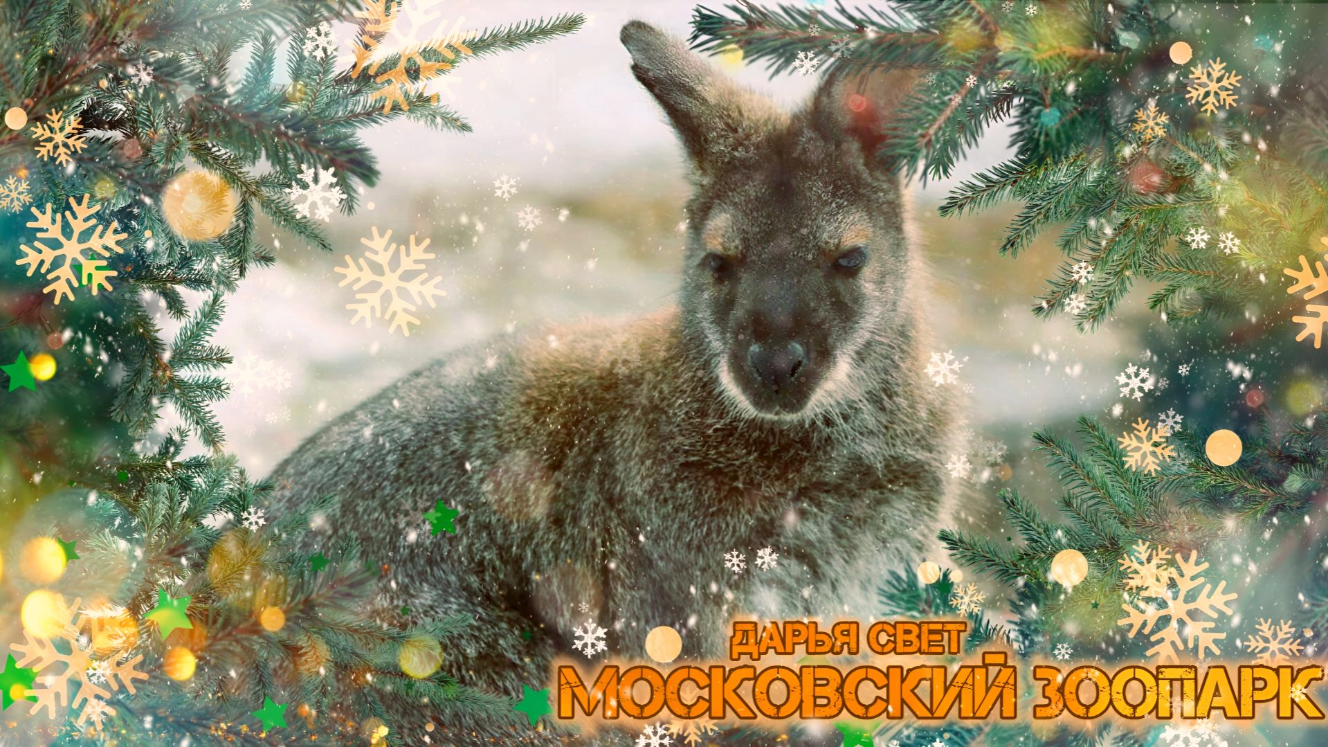 Кенгуру Беннета, или валлаби. Кенгурёнок кушает кленовый лист. Московский зоопарк. Осень 2025