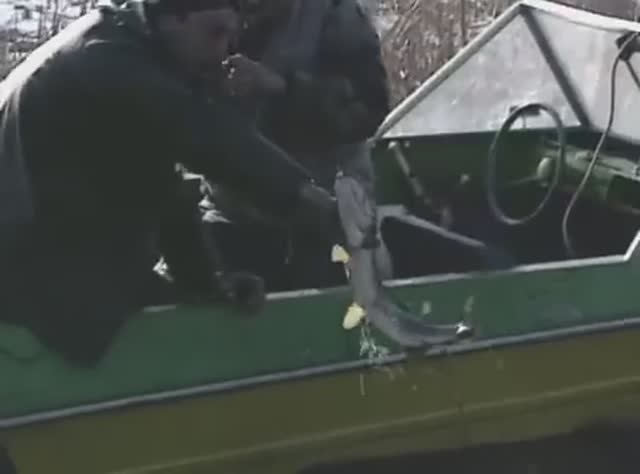 Когда наступает посленерестовой «весенний жор» Обыкновенной щуки — Esox lucius Linnaeus, 1758 ?