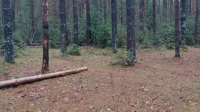 Лес Телеши в ноябре.