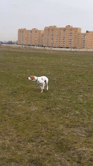 Ралька молоденькая на прогулке