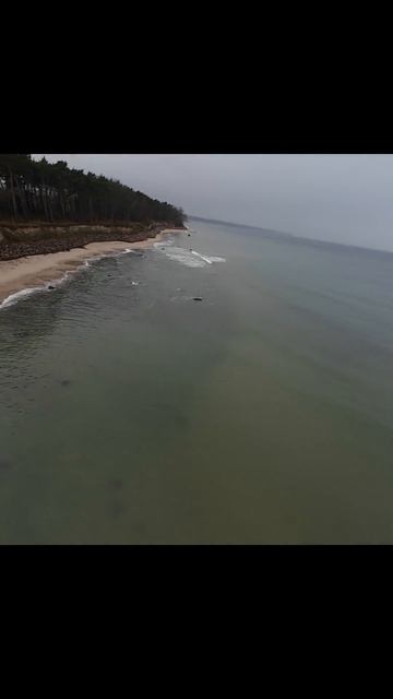 Drone🛸has🫣captured🐥seabird🐧chicks🌊— footage🎥that no one🌊has🔭seen! 3