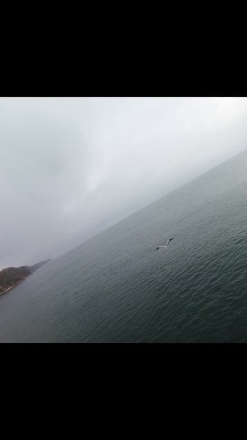 Drone🛸Avata 2☄️woke🌄up😴sleeping🦖Pterodactyl🦩in🌊the🌊Sea 4