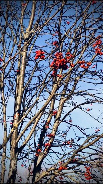 Багровые плоды рябины на дереве