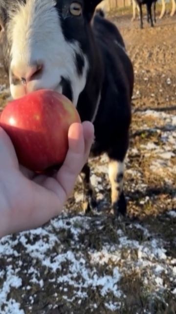 Благодарность