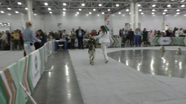 Джокер Шоу Долорес