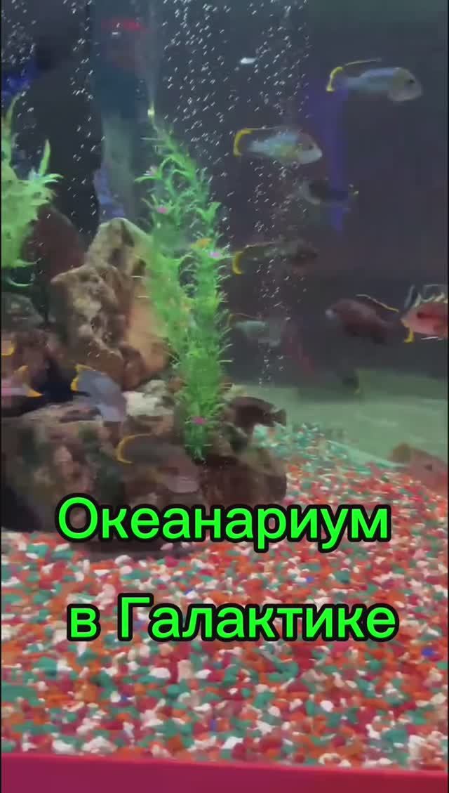 Океан Парк | Релакс ! You and I, Bleeding Love #краснодар#водныймир#океанариум#релакс