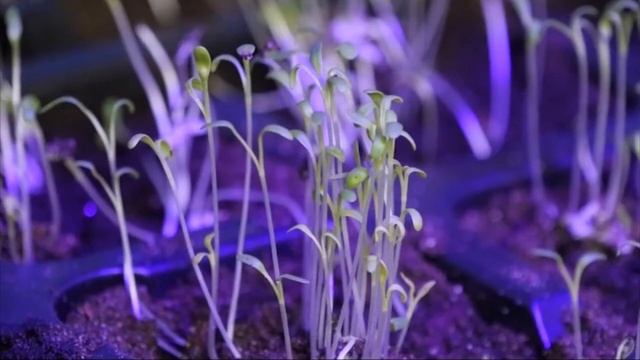 Споробактерин биологическая защита ваших растений!