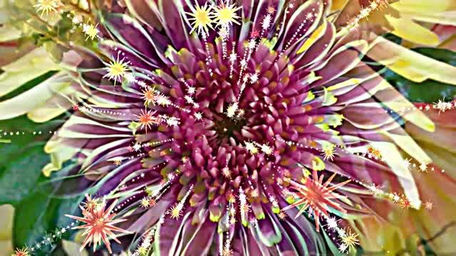 Видеофоны! Видеофон Осенняя цветочная фантазия 1 от Киностудии Мудрого Кота Тимофея!