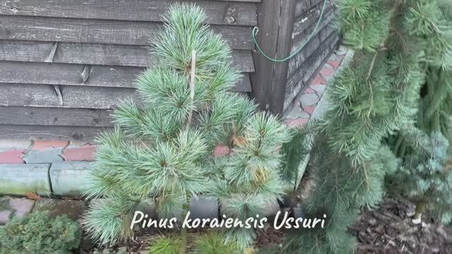 Pinus koraiensis Ussuri