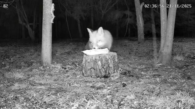 На пеньке новый большой кусок сала