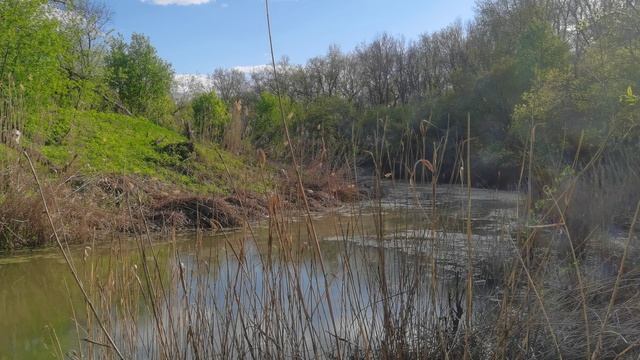 Весна в лесу