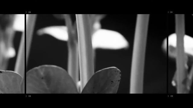 we_are_vondom