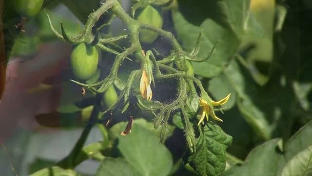 Завязь Универсальная