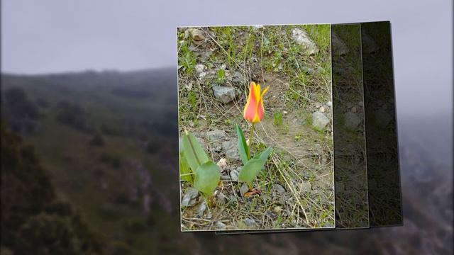 В поисках горных тюльпанов