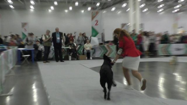 Омская Дружина Цвет Цунами