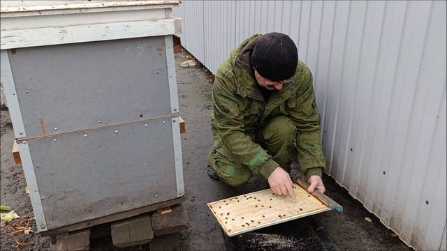 Клещ продолжает осыпаться..
