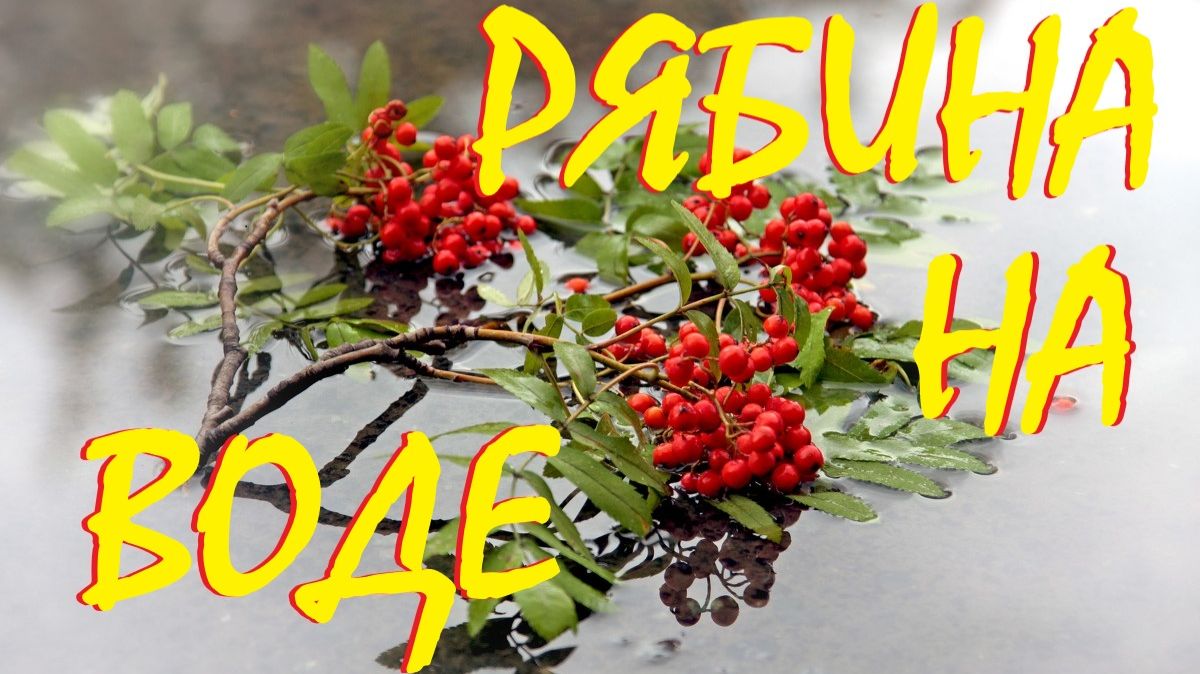 Рябина на воде