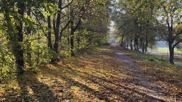 Под осенним дождем