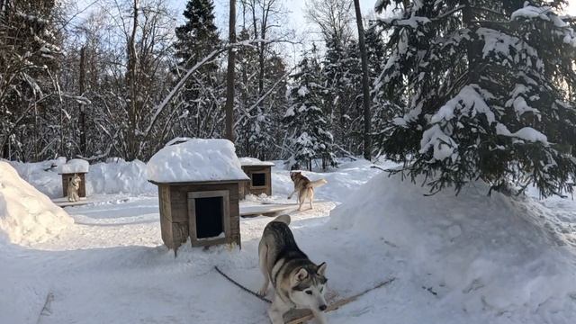 Наши собаки