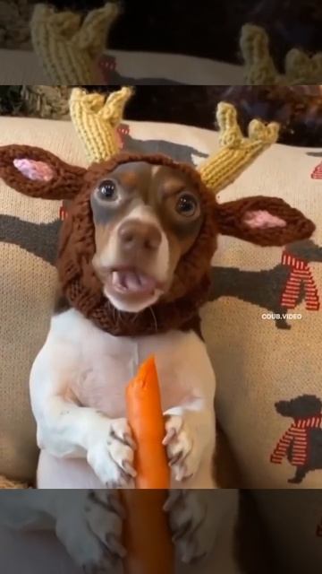 Вкусная морковка