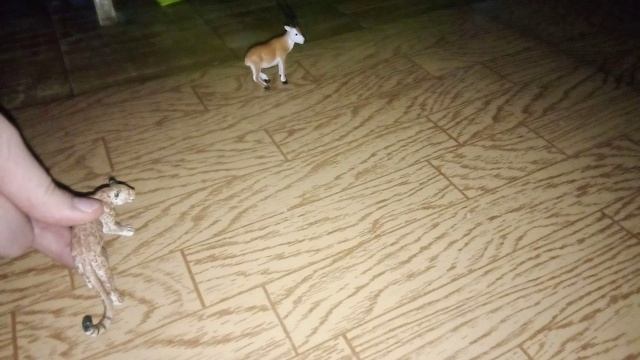 Ночная охота леопарда на антилопу, которая находилась около реки.